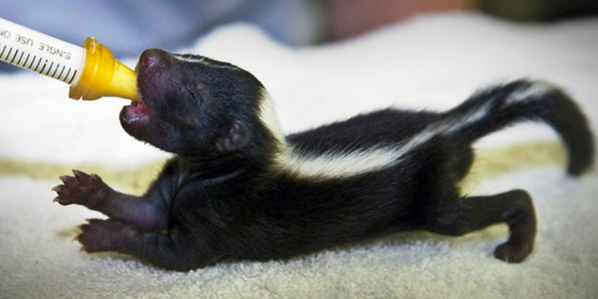 Austin Wildlife Rescue