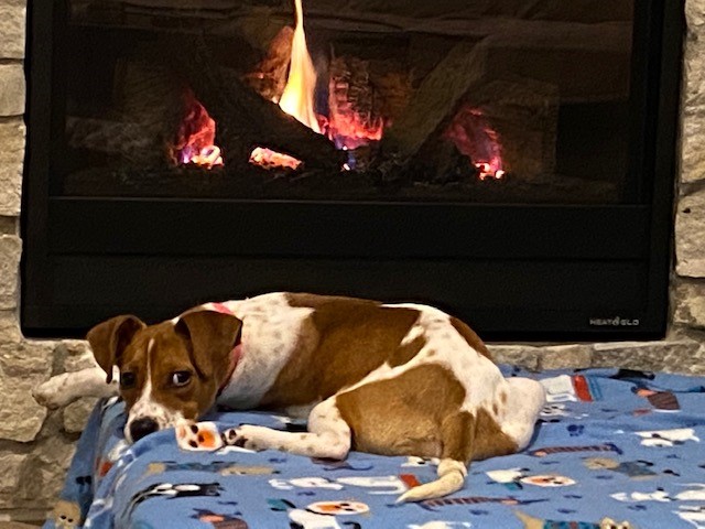 Dan Bane - State Farm Agent