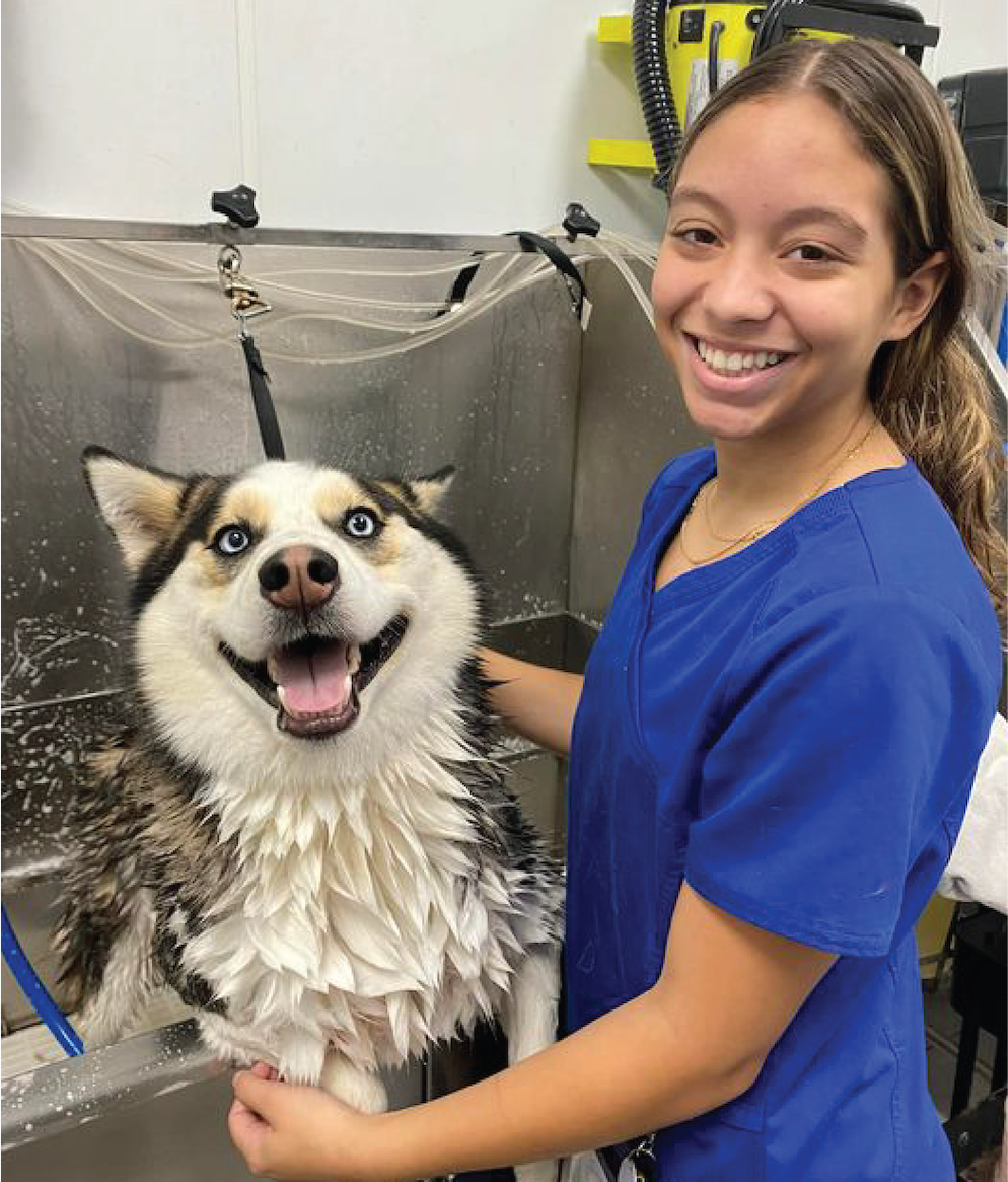 Dog Bather Groomer in Training | Scenthound Centennial - West, CO
