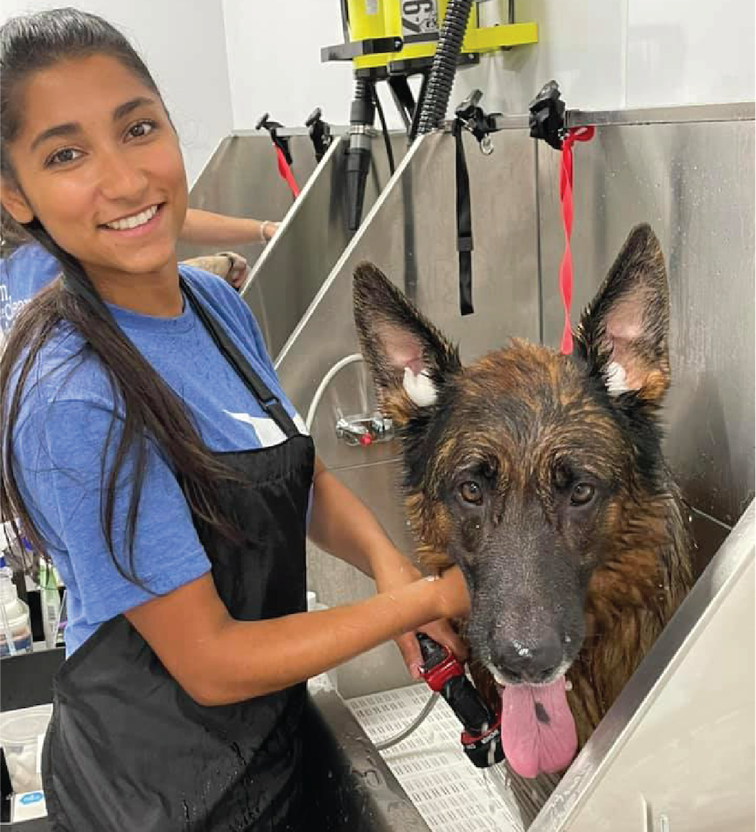 Dog Bather Groomer in Training | Scenthound Centennial - West, CO