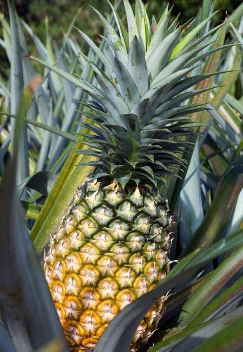 Great Giant Foods USA, Inc