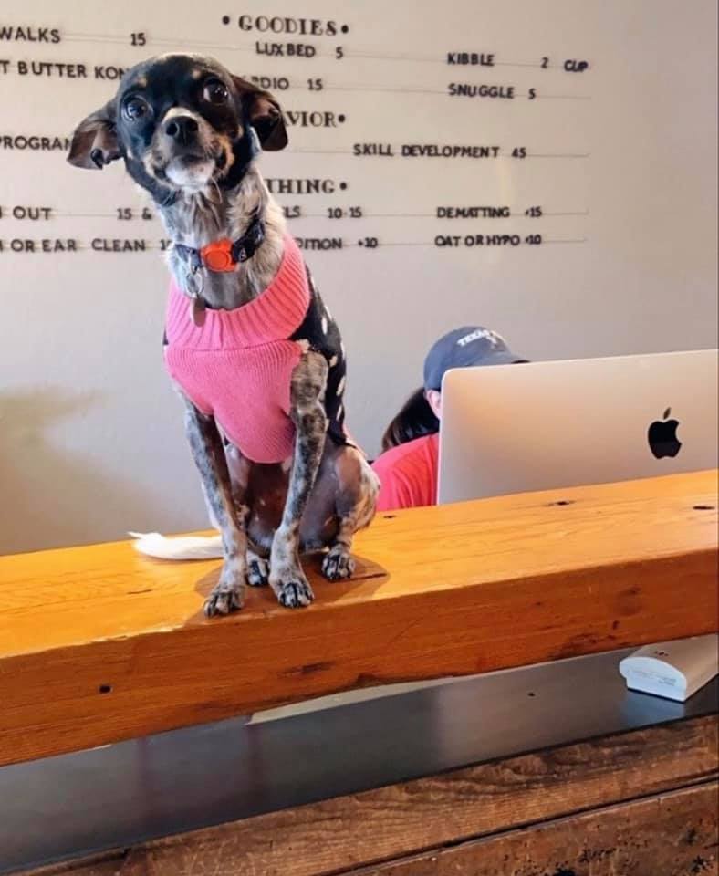 Cha Cha Doggie Day Care