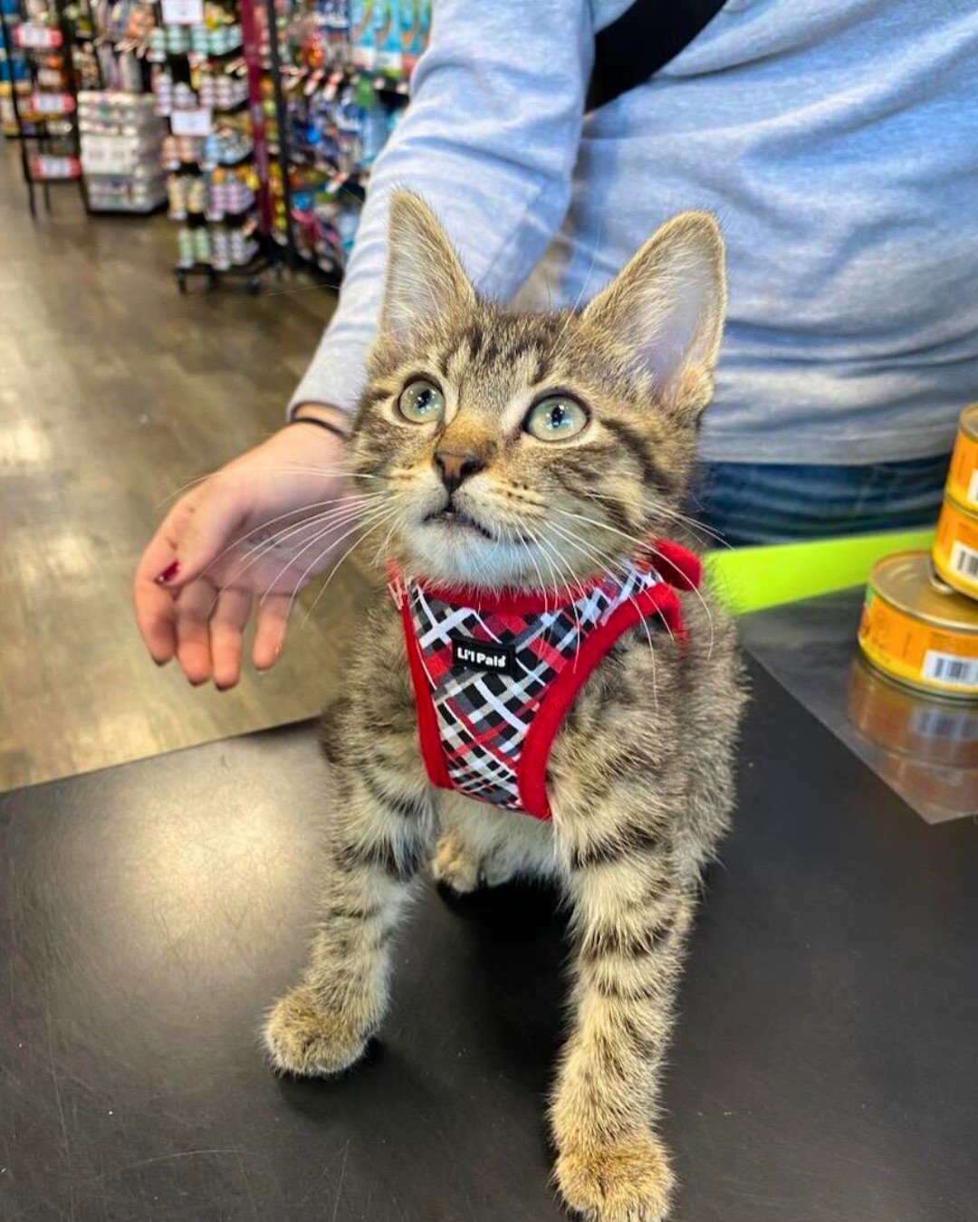 HIGH POINT ESTATES INC